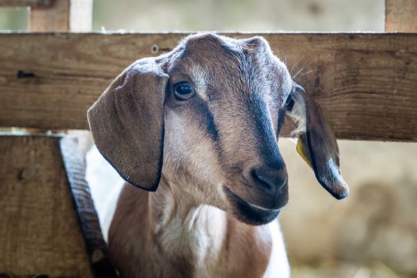 Philly Goat Project Urges Community and Activism for Animals